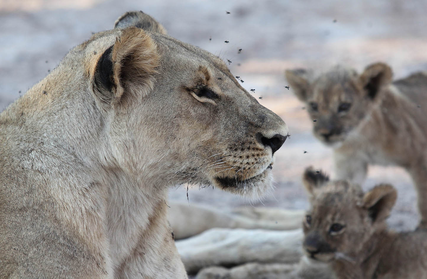Zimbabwe African Wildlife